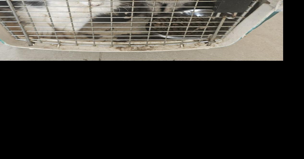 SPCA: 53 cats rescued from Public Storage locker | Police news ...