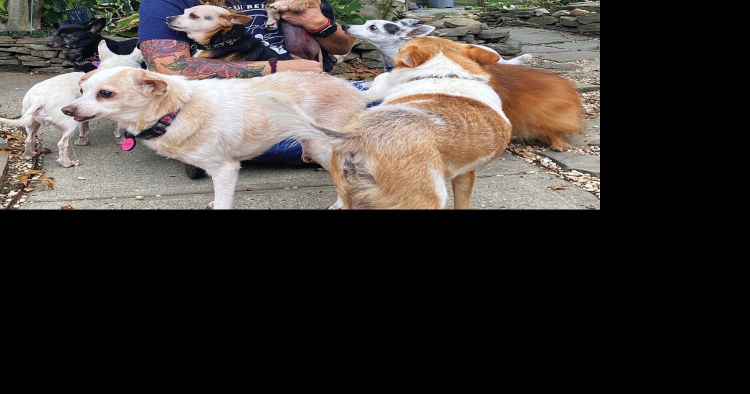 Happy Tails Rescue Retirement Home an oasis for senior dogs | Pets ...