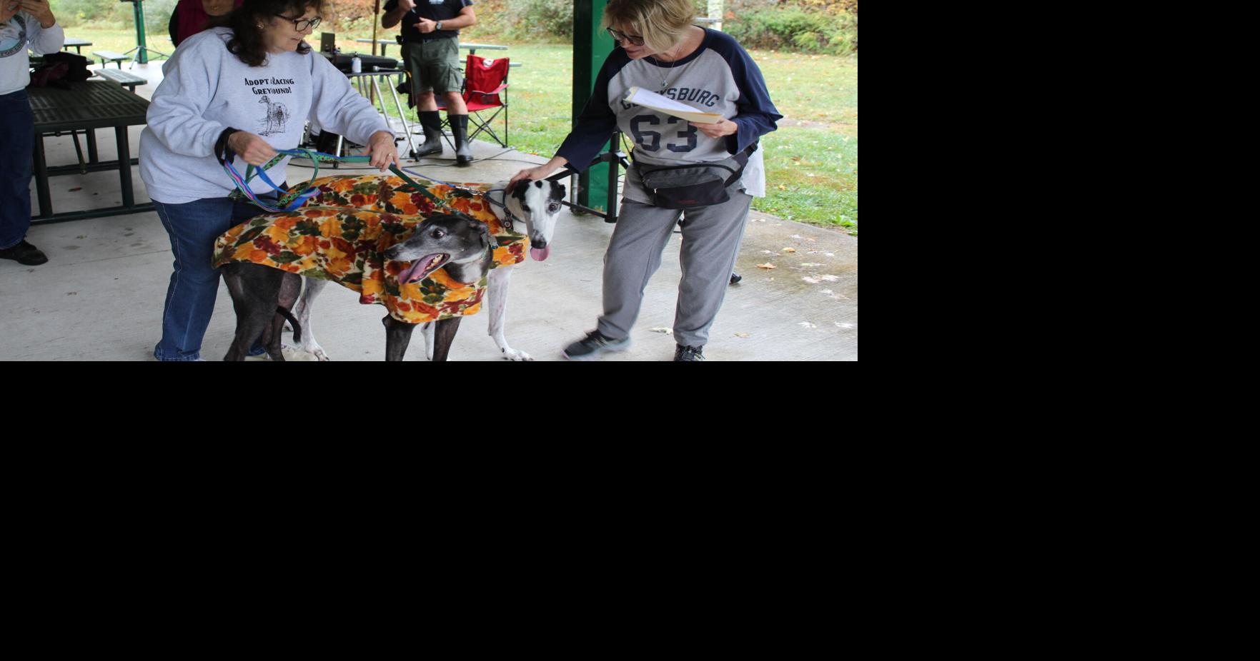 Annual picnic honors retired racing greyhounds | News ...