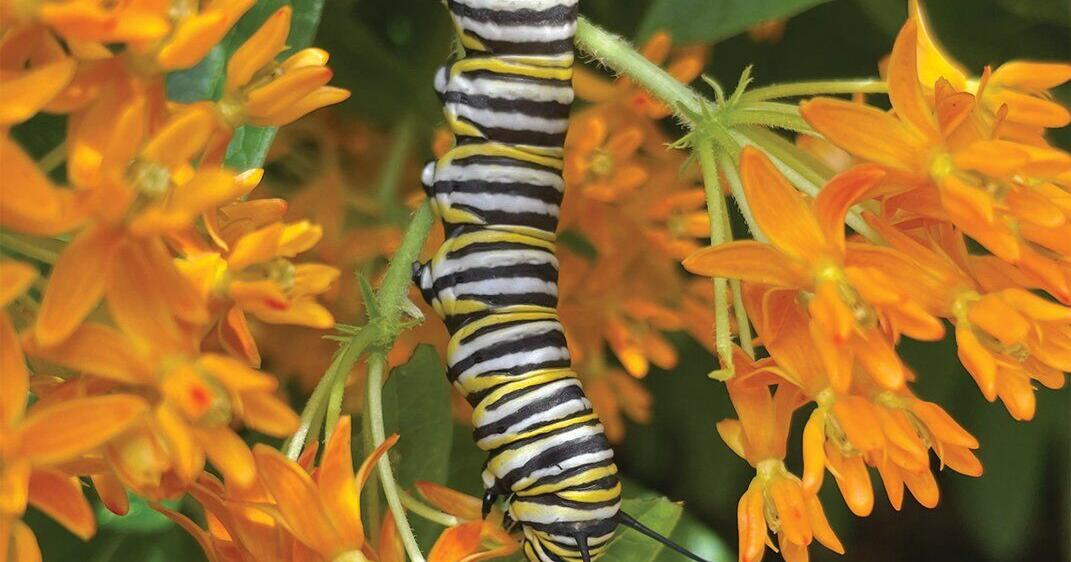 Invite a variety of pollinators to your garden | Archives ...