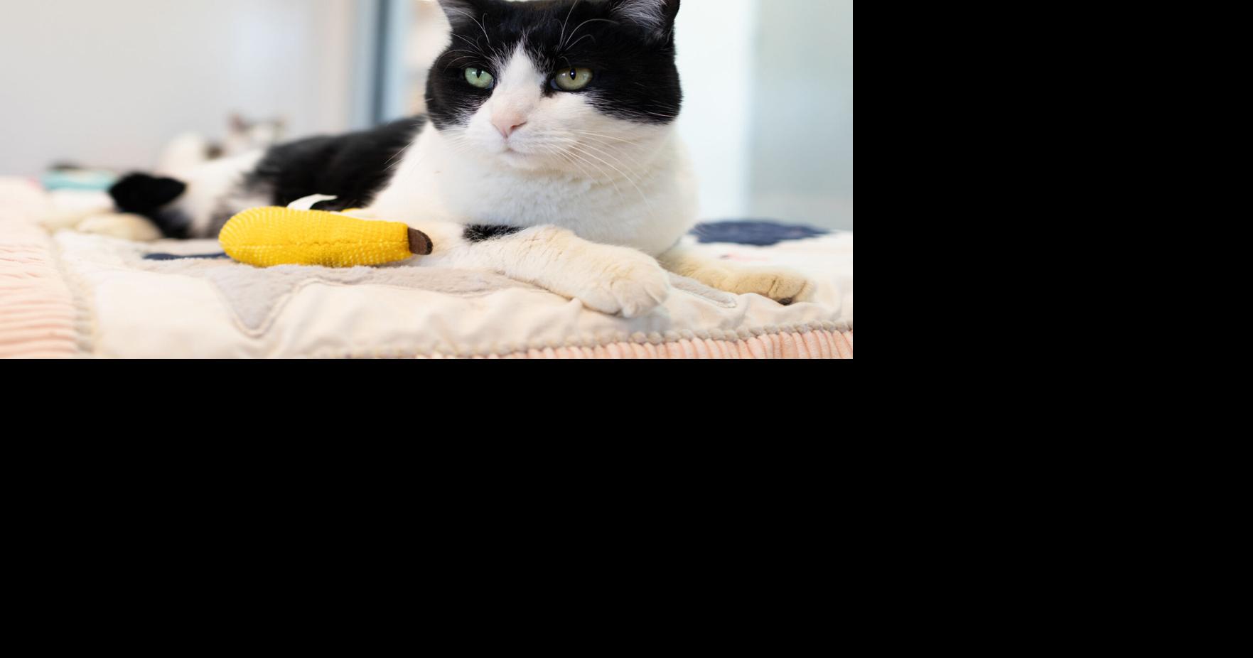 Cassandra and Jelly are the Cats of the Month | Pets ...