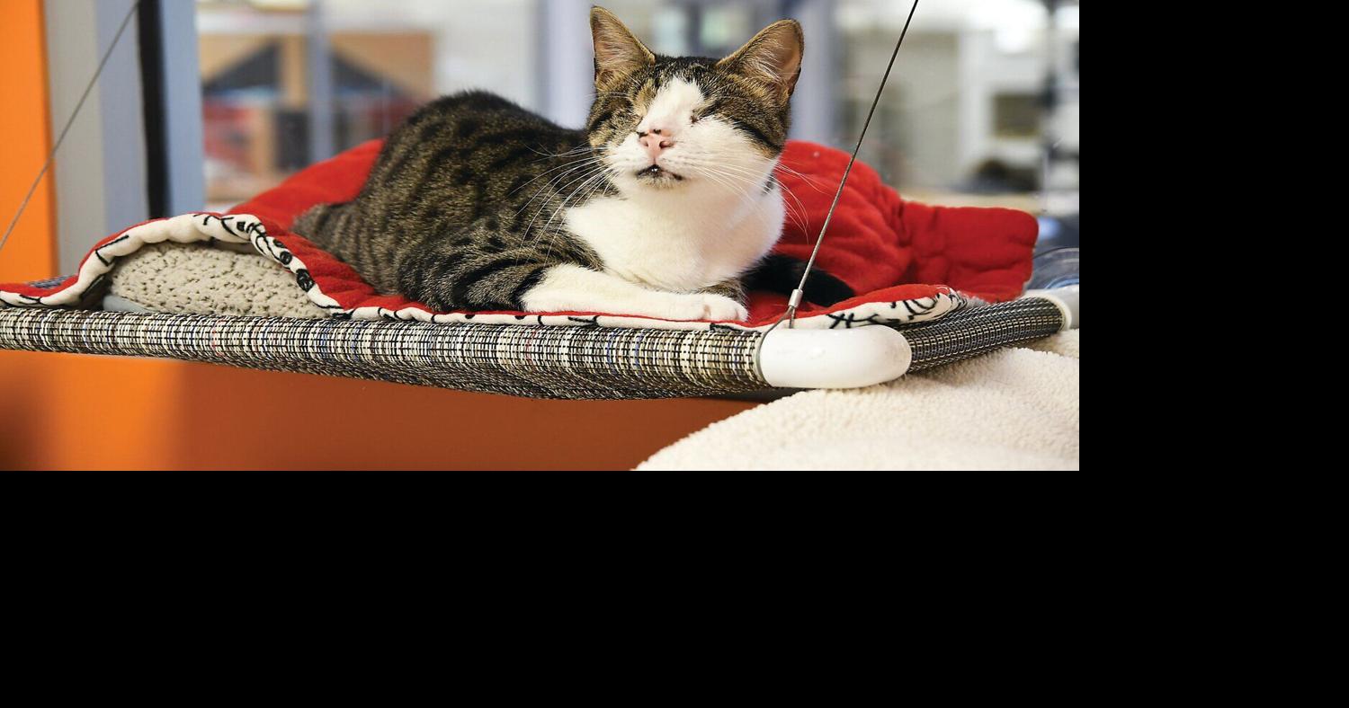 2 rescues from Lebanon are the Tabby’s Place Cats of the Month ...