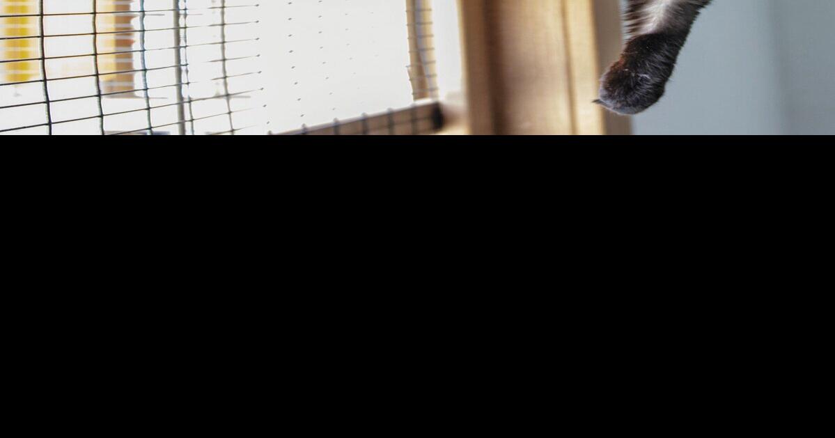 Tabby’s Place Cats of the Month | Community | buckscountyherald.com