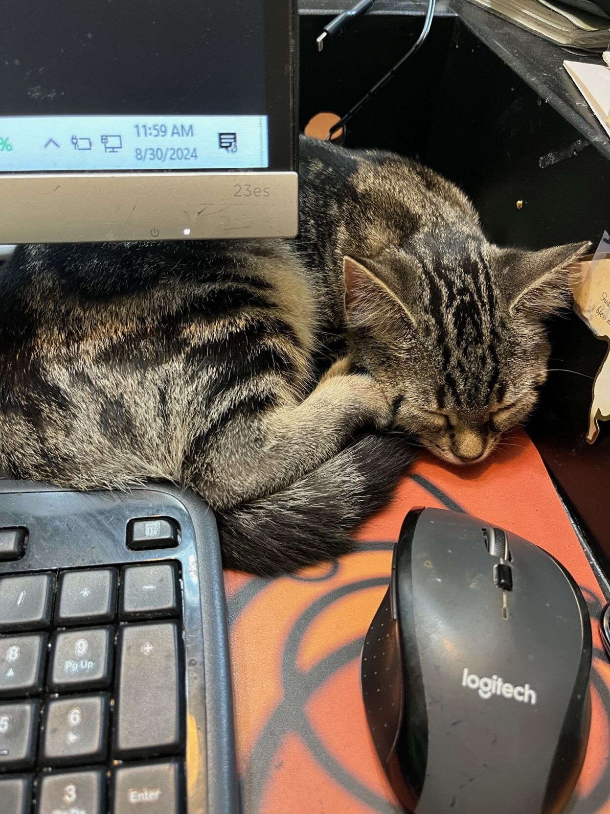 By the Way: Crazy for Coco-purrs | By the Way | buckscountyherald.com