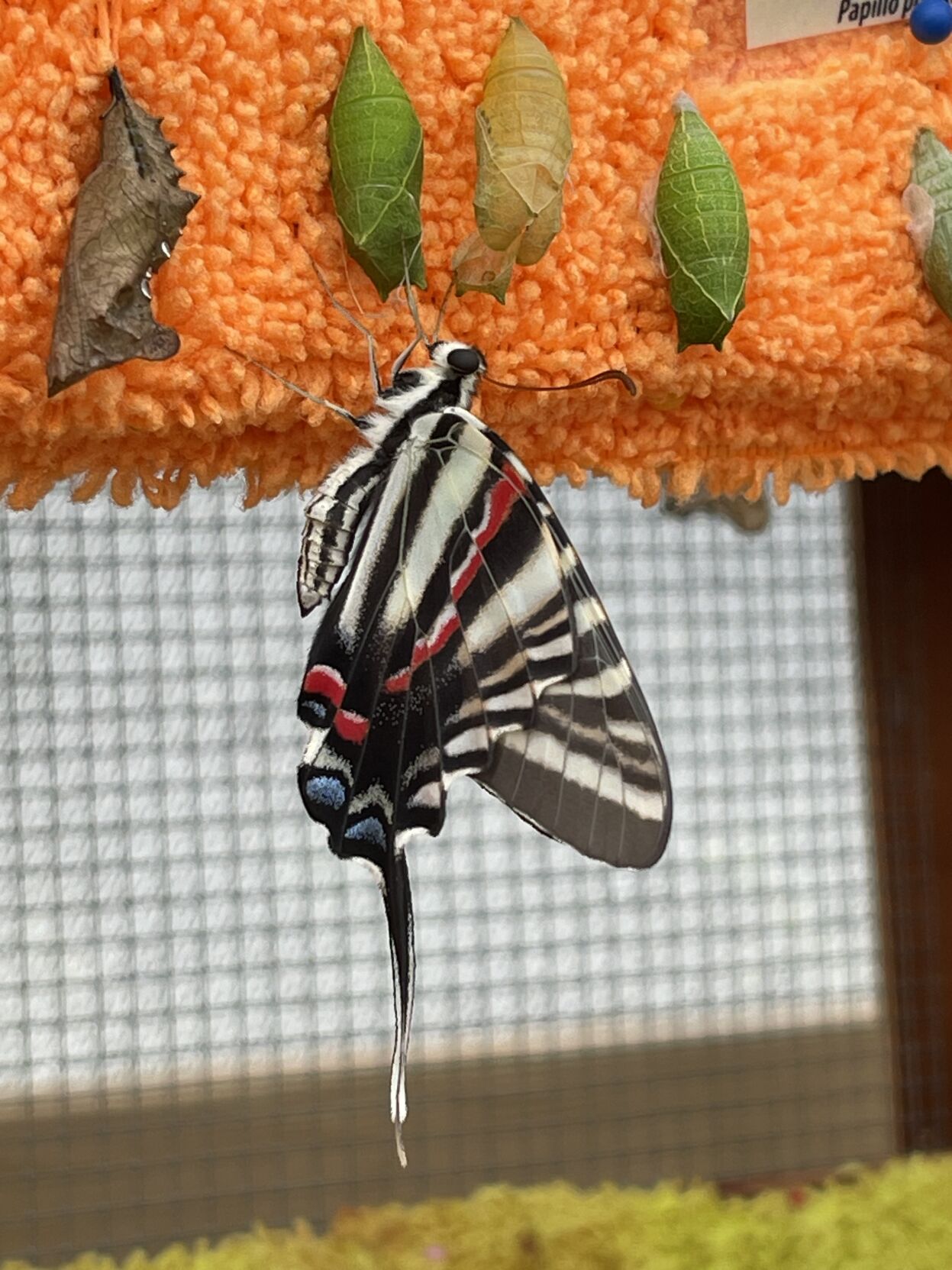 Create a pollinator smorgasbord | Home & Garden | buckscountyherald.com