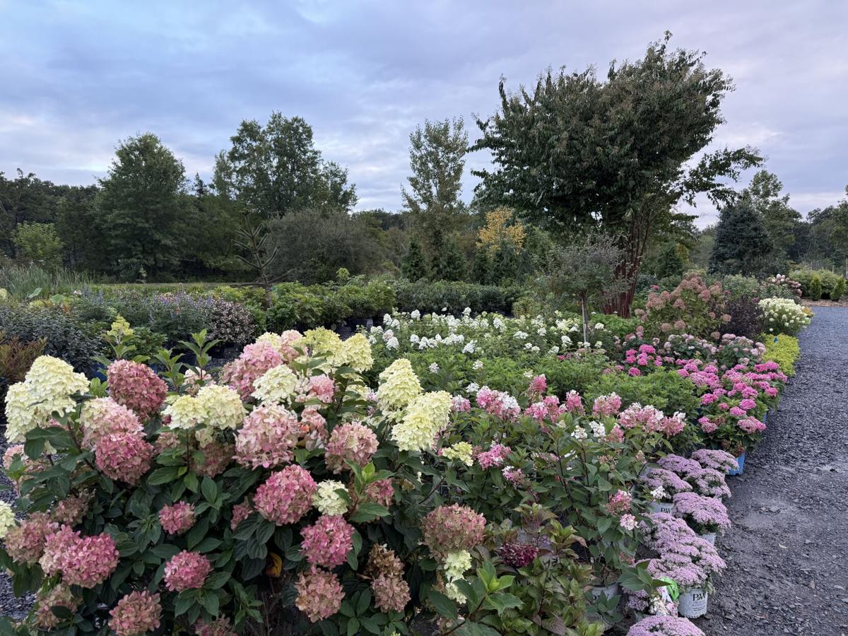 Hydrangea Extravaganza & Rare Plant Sale slated at Linden Hill Nursery ...
