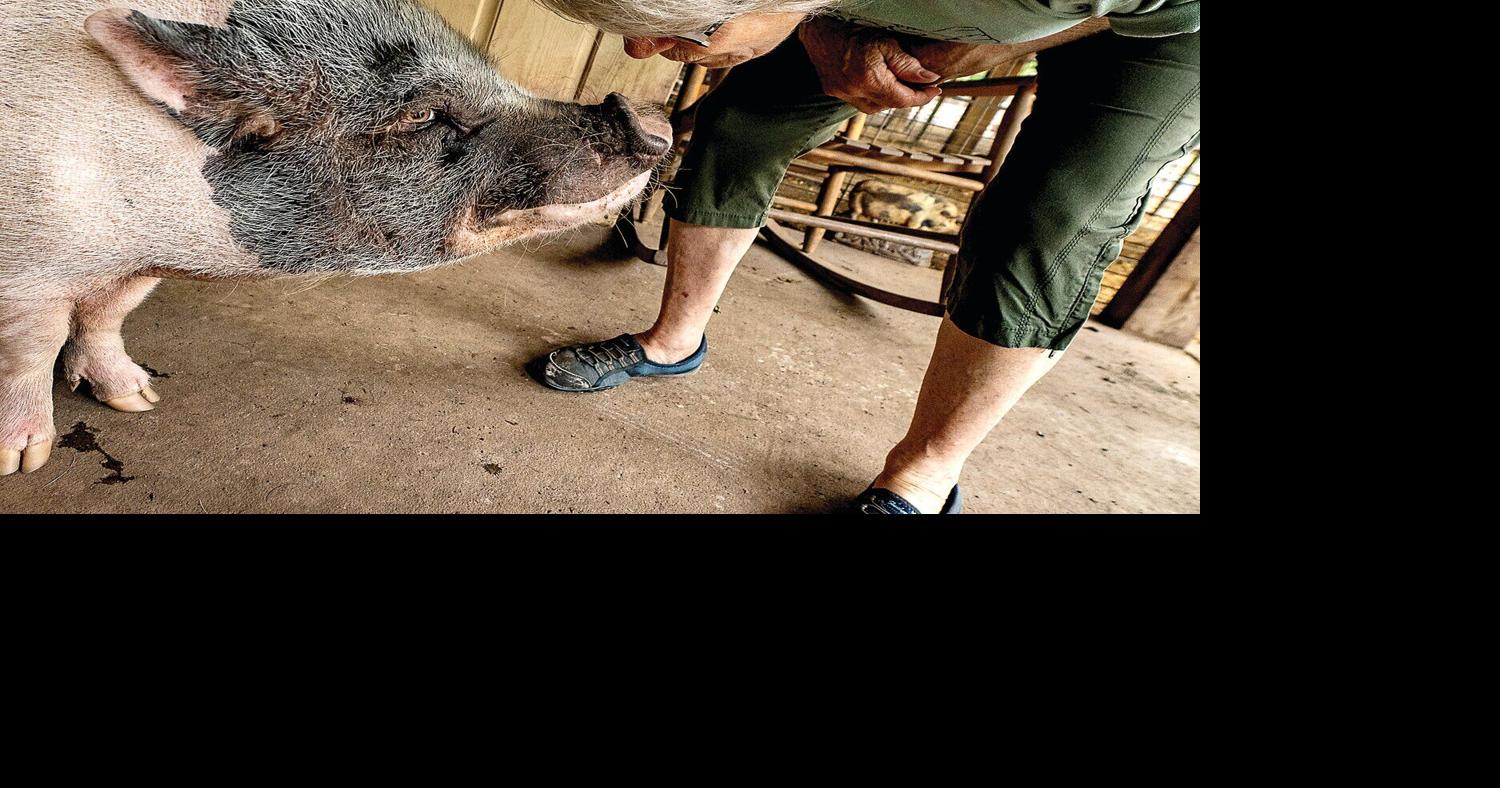 Saving their bacon: Potbellied pig rescue operating at Warwick farm ...