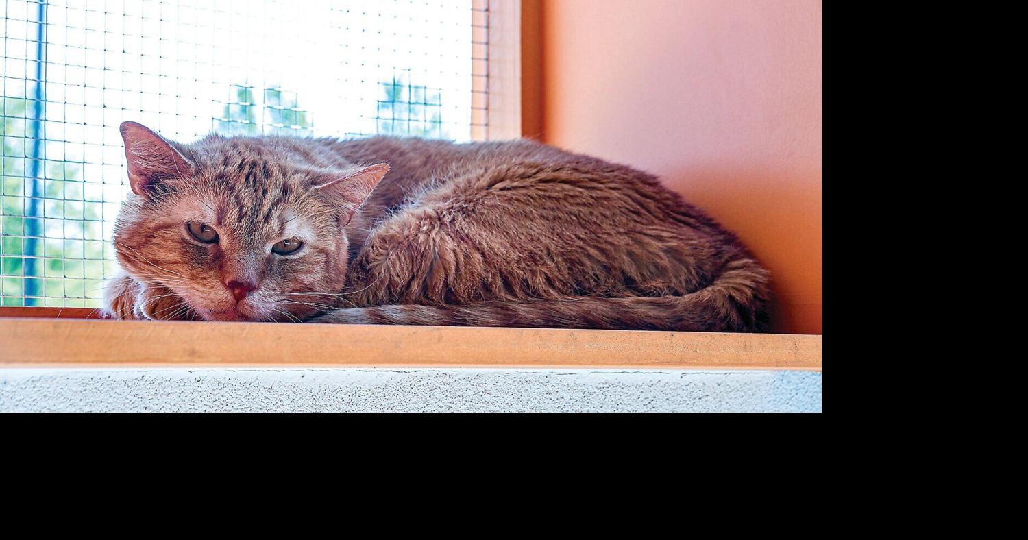 Tabby’s Place Cats of the Month | Community | buckscountyherald.com