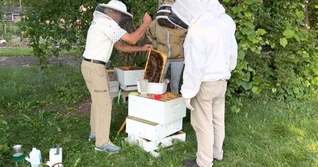 Beekeepers Association slates beginner and intermediate classes | Arts ...