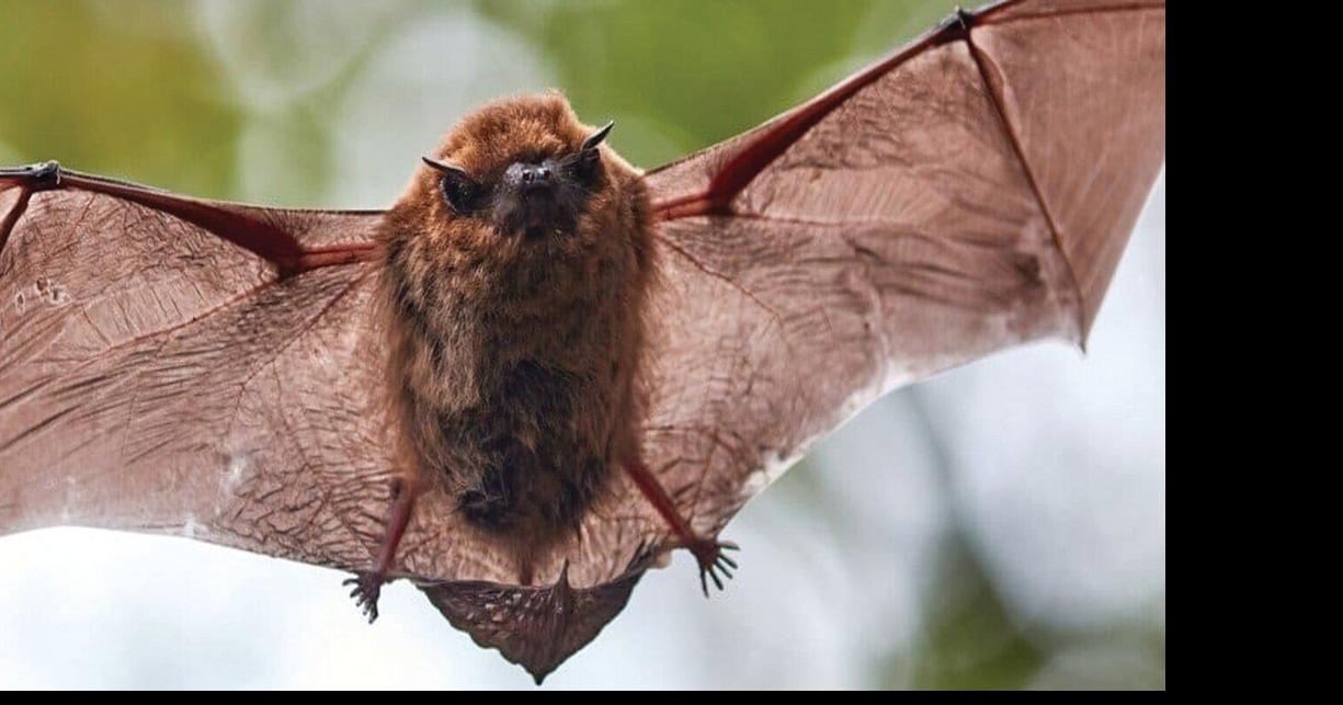 Friendly Neighborhood BATS | Habitat | buckscountyherald.com
