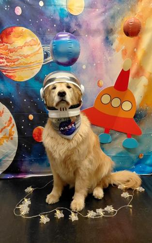 Holiday House dog prom raises $2,500 for A Woman's Place | Pets ...