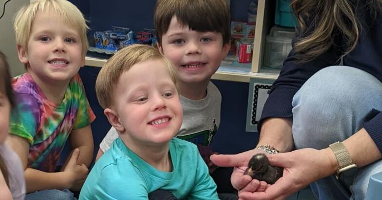 Woodside Christian Preschool welcomes spring with chick hatching ...