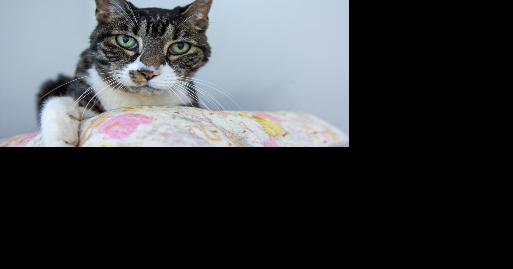 Tabby's Place names November Cats of the Month | Pets ...