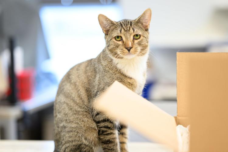Cassandra and Jelly are the Cats of the Month | Pets ...
