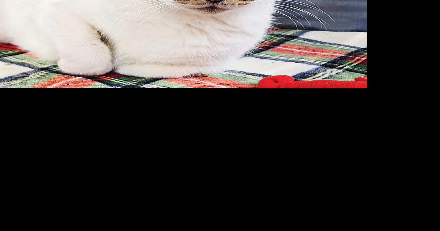 Tabby’s Place Cats of the Month | Community | buckscountyherald.com