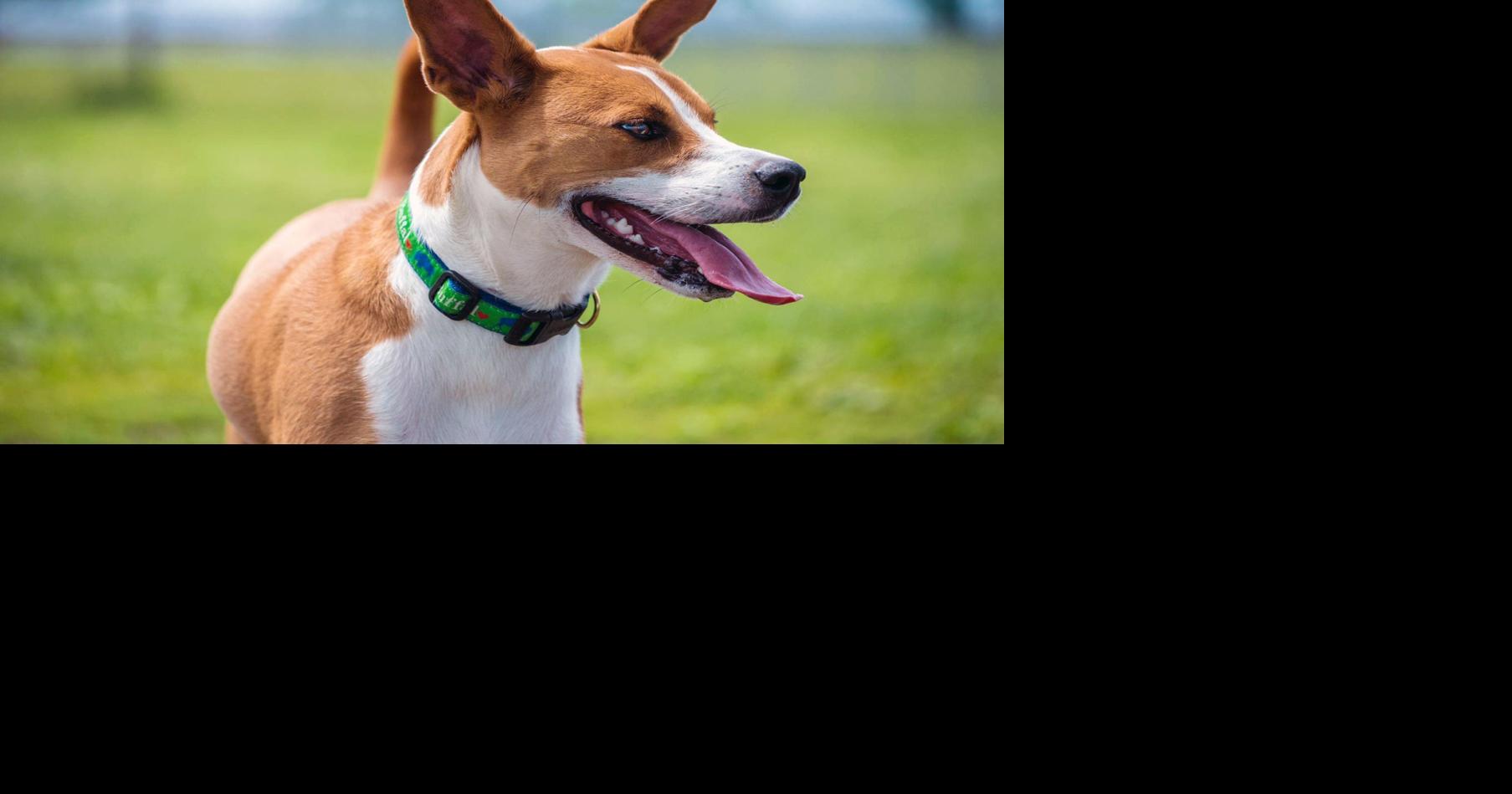 The best local dog parks