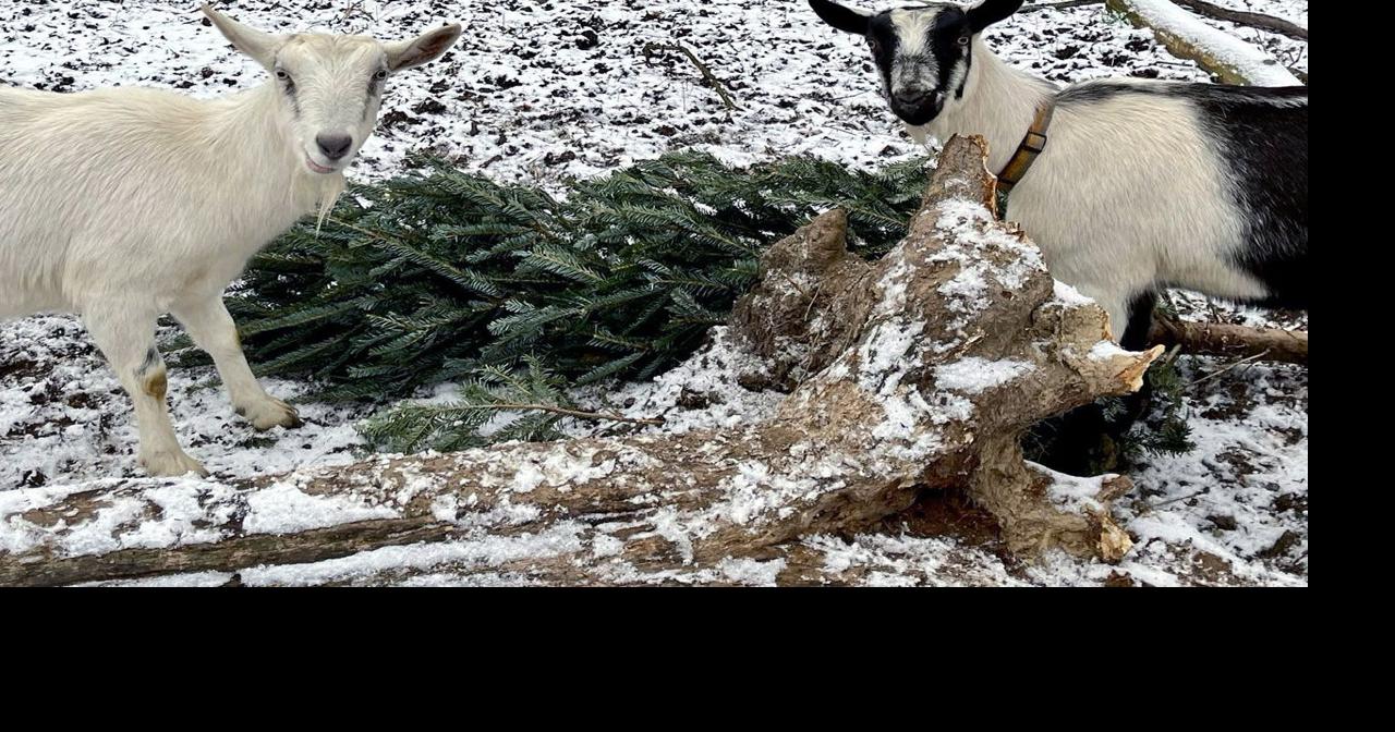 Give your Christmas tree to the goats