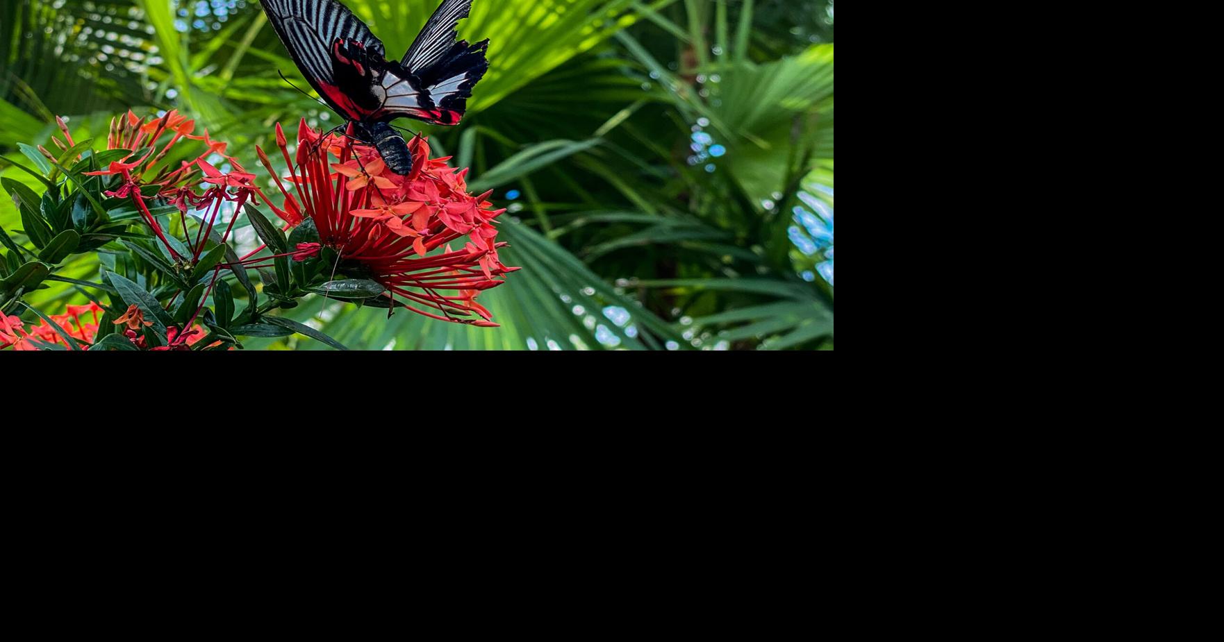 Worth the trip: The Butterfly Conservatory