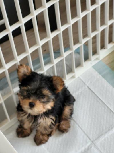 AKC YORKSHIRE TERRIER PUPPY