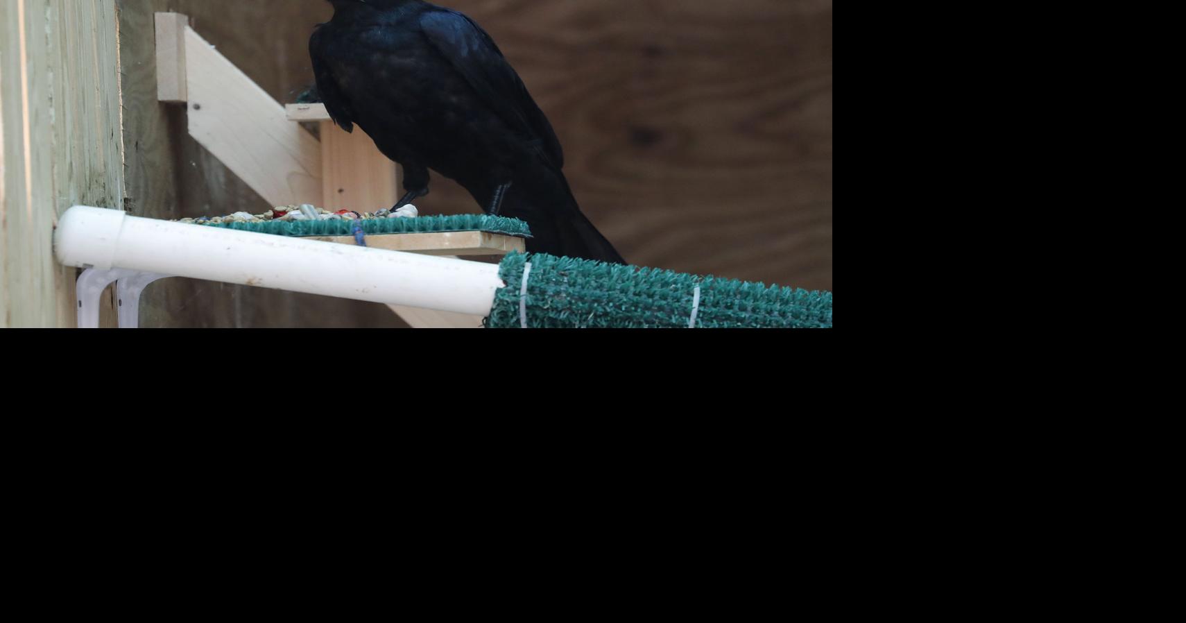 Oil-coated, starving raven from Bethlehem Steel gets TLC at the SPCA