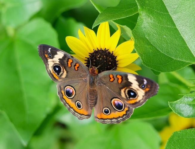 Things to Do: Botanical Gardens butterflies, George Strait