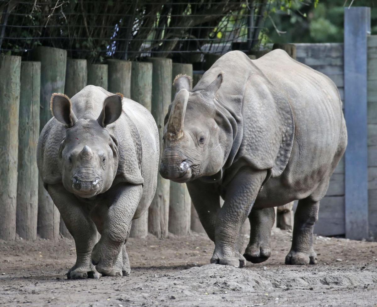 Oh baby! Buffalo Zoo's one-horned rhino is pregnant. | Local News ...