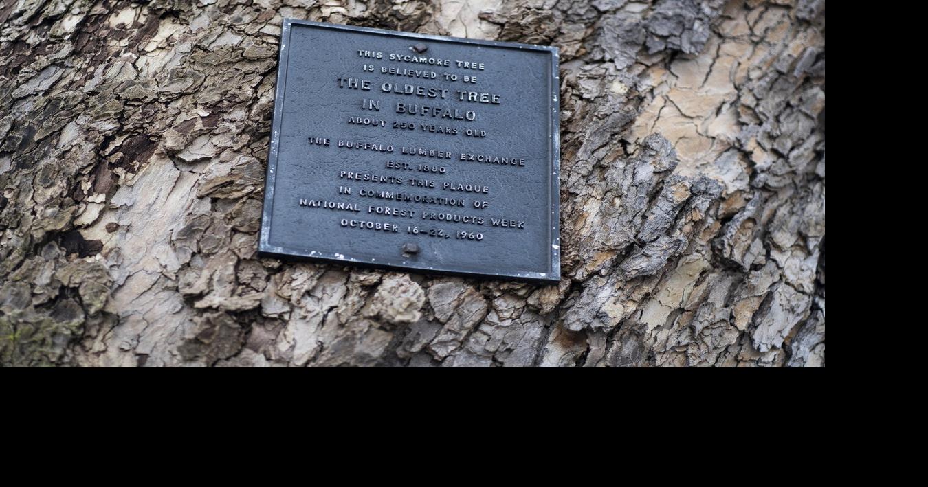 90 Minutes in Allentown Oldest Tree (copy)