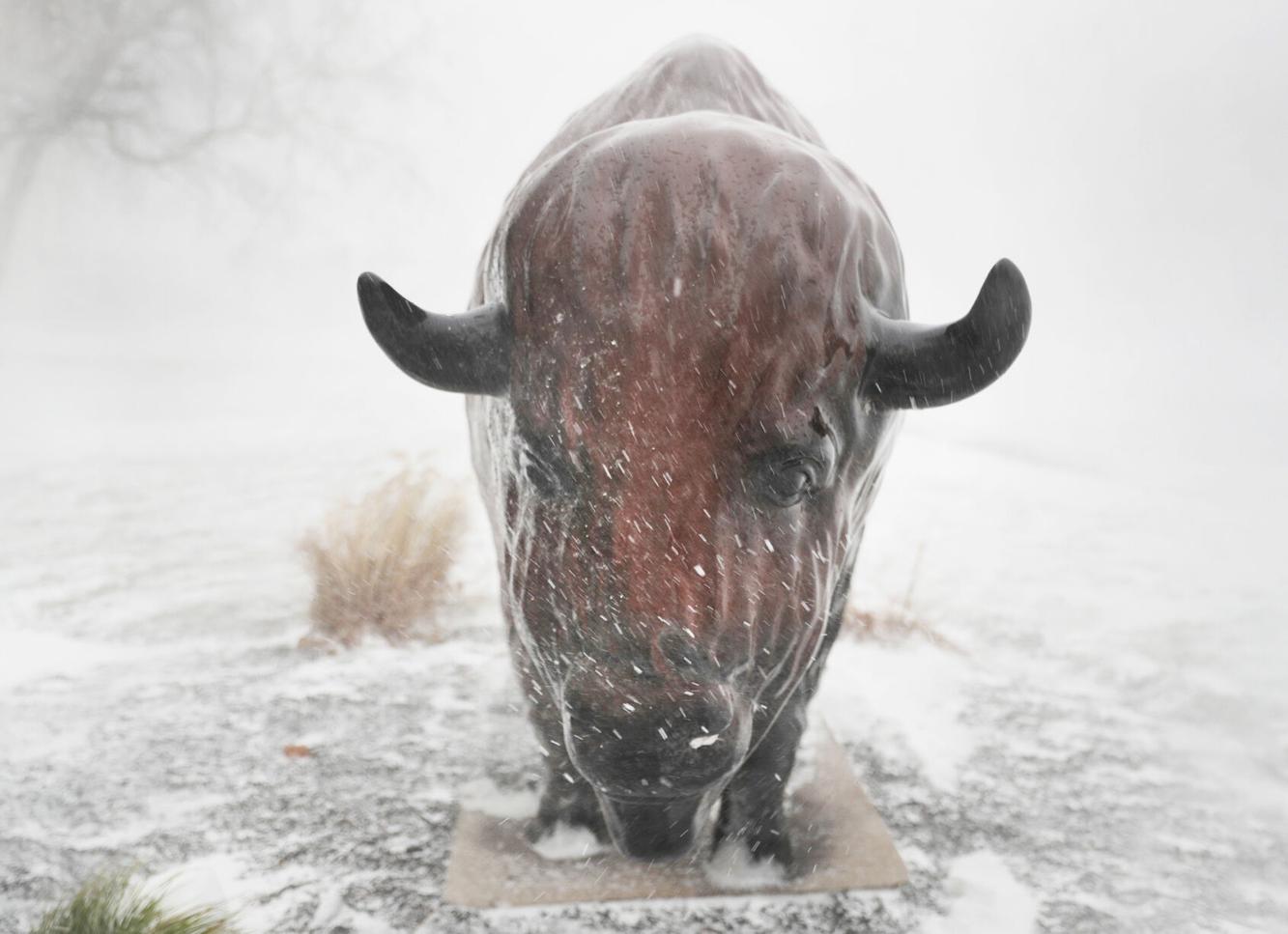 Buffalo Blizzard