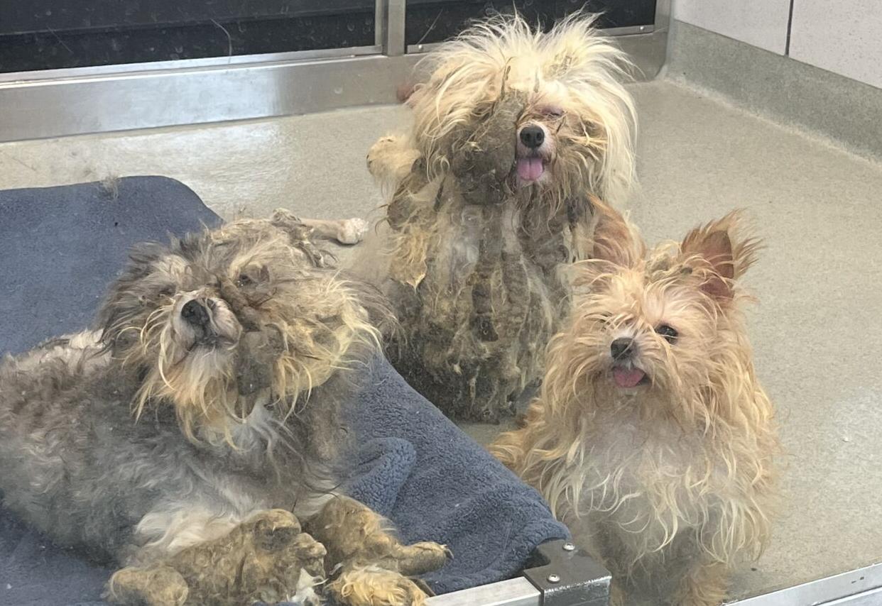 SPCA removes 31 dogs, 3 puppies from Buffalo home