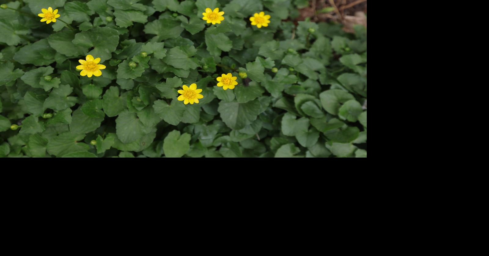 Invasive Yellow Flower Ohio | Best Flower Site