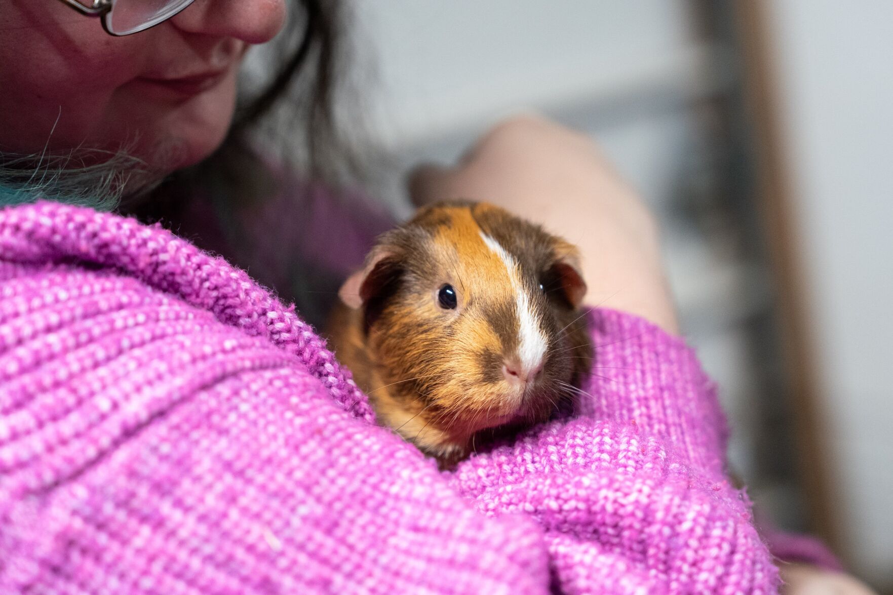 Buffalo Guinea Pig Mafia seeks help from donors and adopters