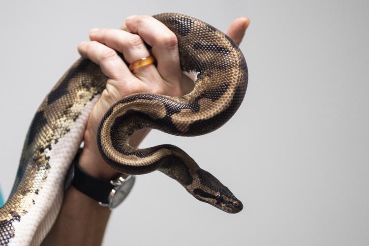 Snakes found at Delta Sonic Car Wash in Amherst get new digs