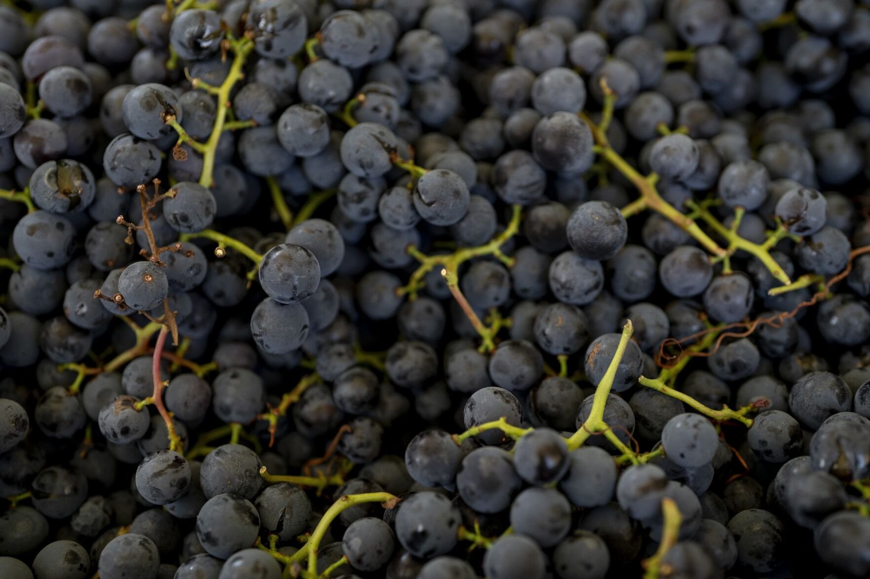 USDA to spend $20 million on surplus Concord grape juice
