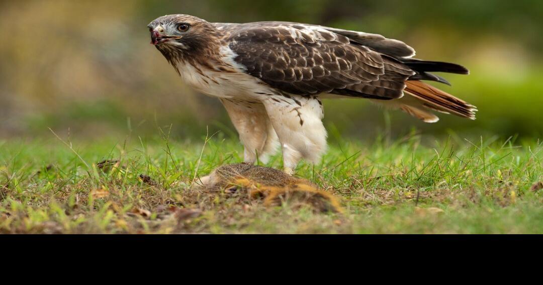 My View: An encounter with a winged predator proves inspirational