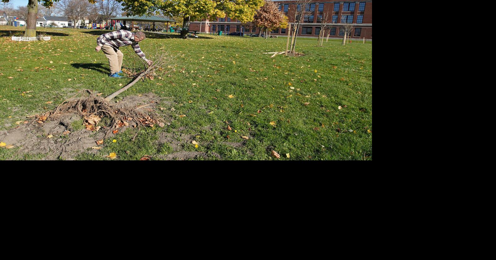 7 donated saplings planted by Re-Tree WNY in Sperry Park are uprooted