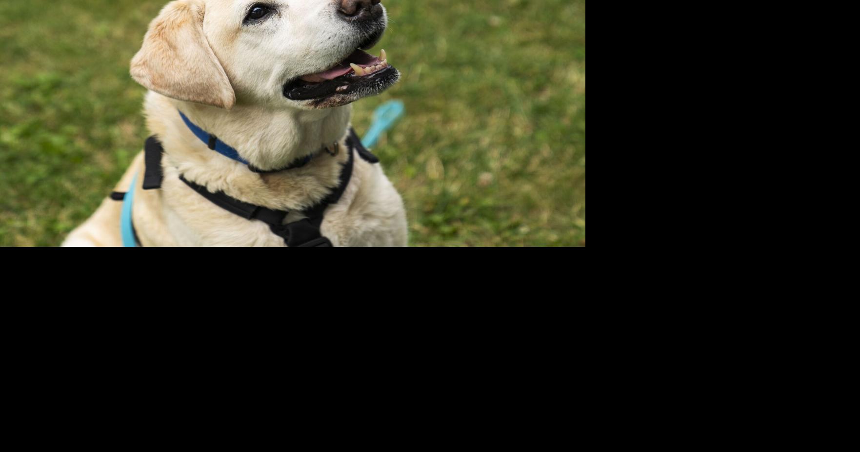New CDC dog import rules face challenges in Congress, court