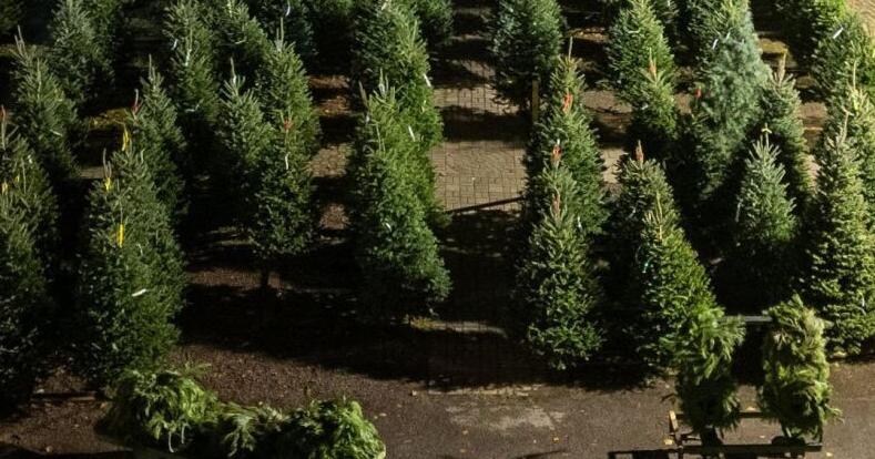 Christmas tree giveaway for needy families continues
