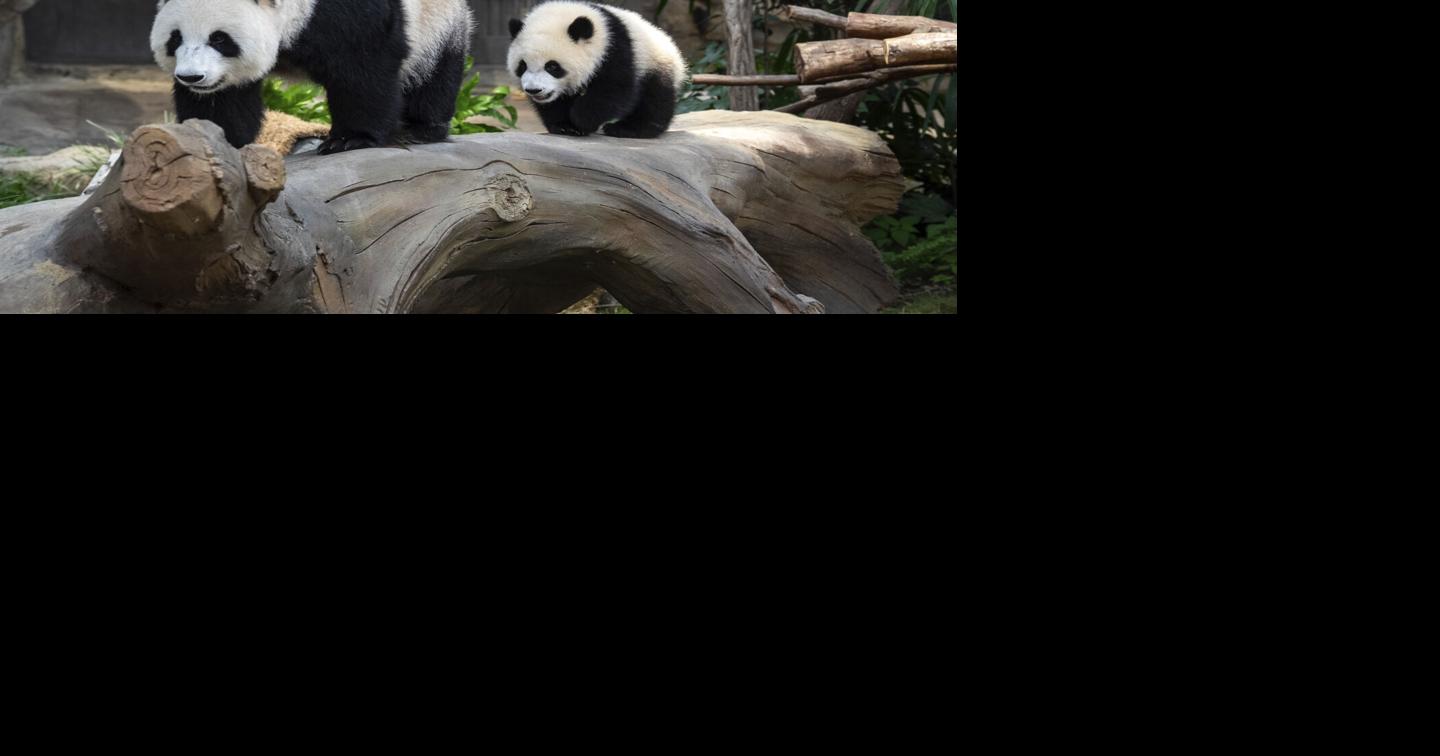 Hong Kong baby pandas finally have names: Jia Jia and De De