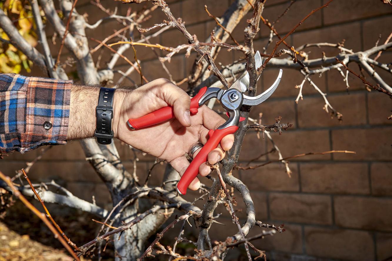 Pruning tips: Some dos and don'ts before you head out to the garden
