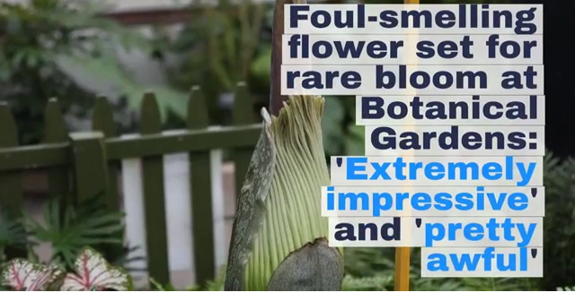 Foul-smelling flower set for rare bloom at Botanical Gardens ...