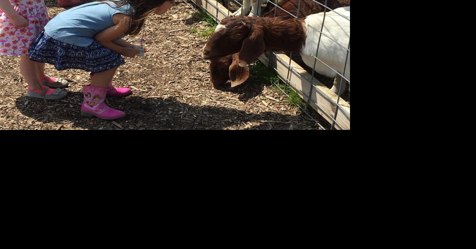 Your kids will love it – down on the Kelkenberg Farm