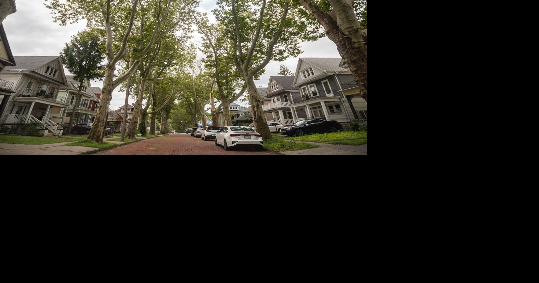Street trees too often are neglected after planting