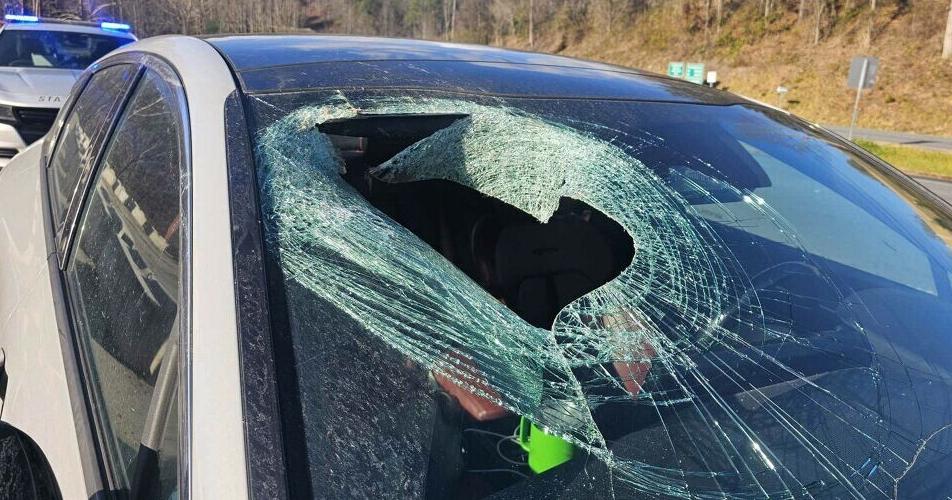 Driver 'had a bald eagle drop a cat through my windshield'