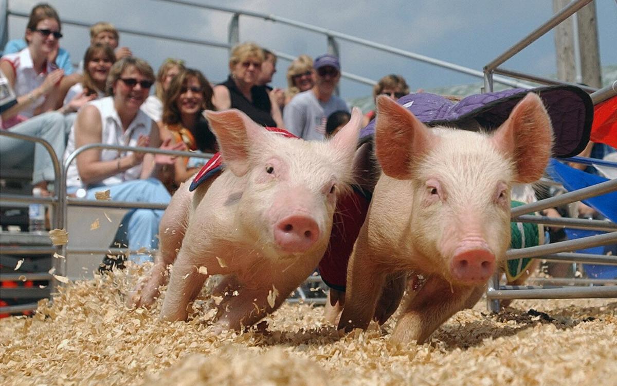 Erie County Fair: 5 fun things not to miss from racing pigs, to camels ...