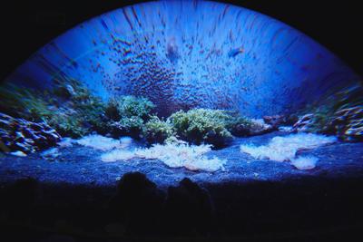 Aquarium of Niagara welcomes endangered sea turtle after $175K exhibit ...