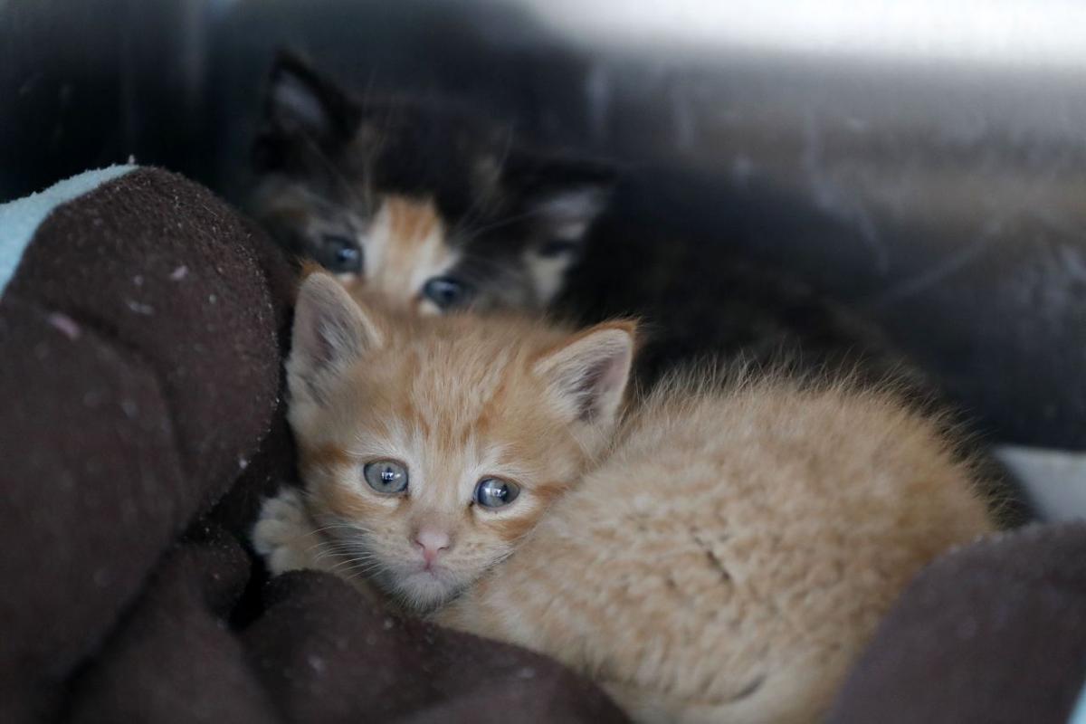 SPCA to offer free dog and cat adoptions on Saturday | Local News ...