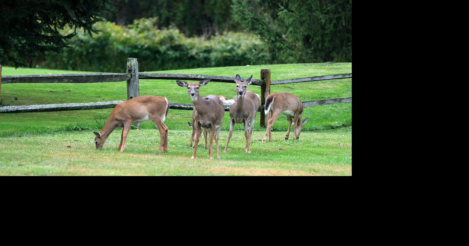 Rabies in deer found in several New York counties and other outdoors notes