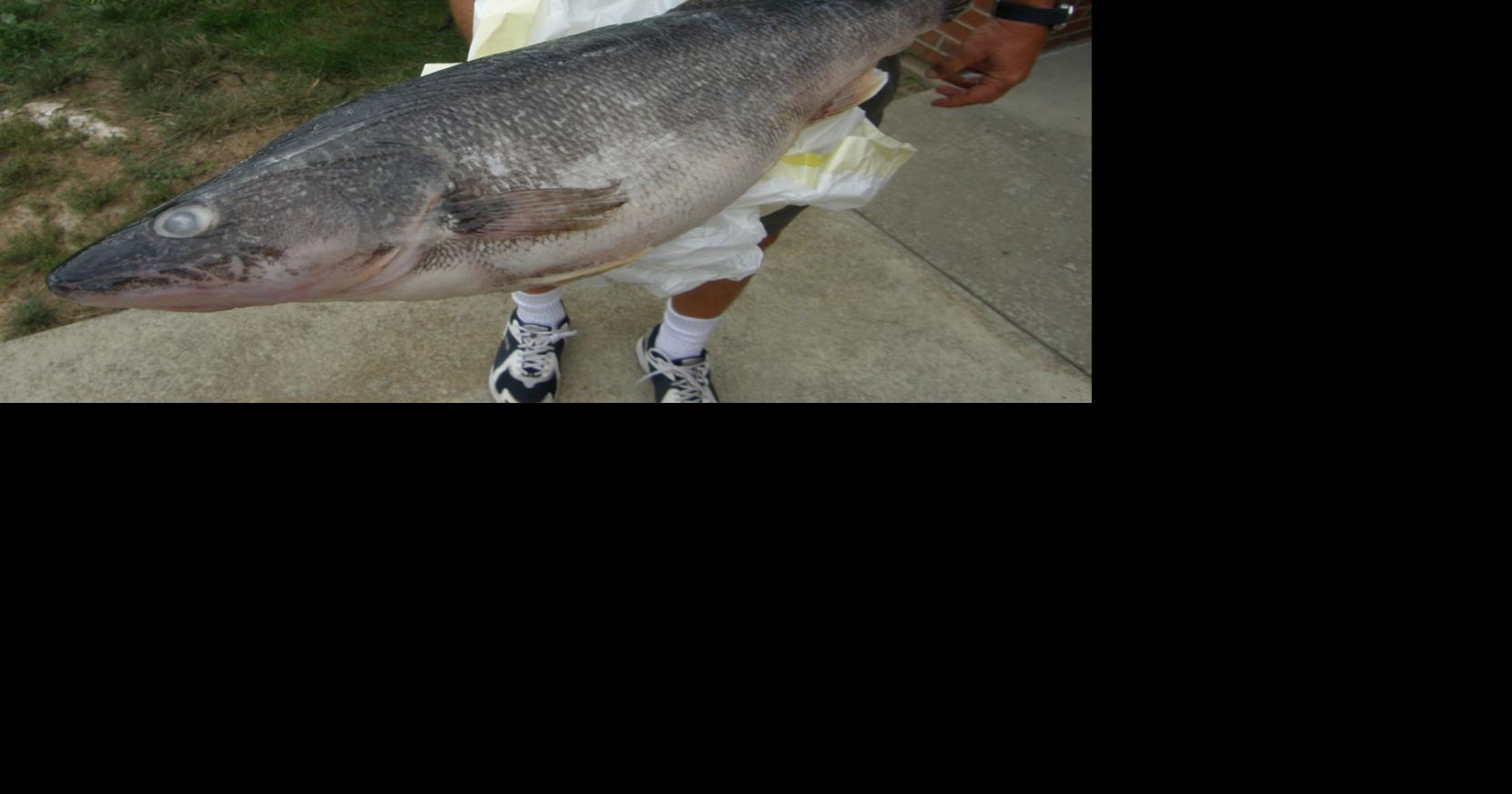 Why the coveted blue pike disappeared from our waters