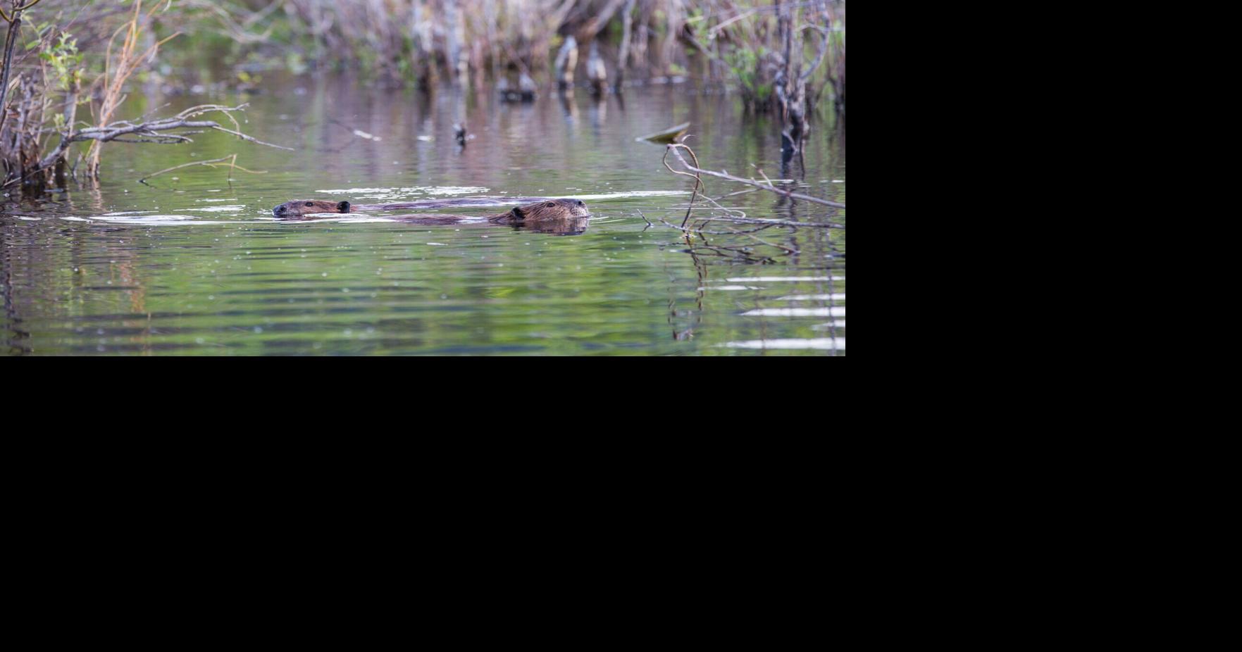 It's getting tough to spot a beaver in the wild