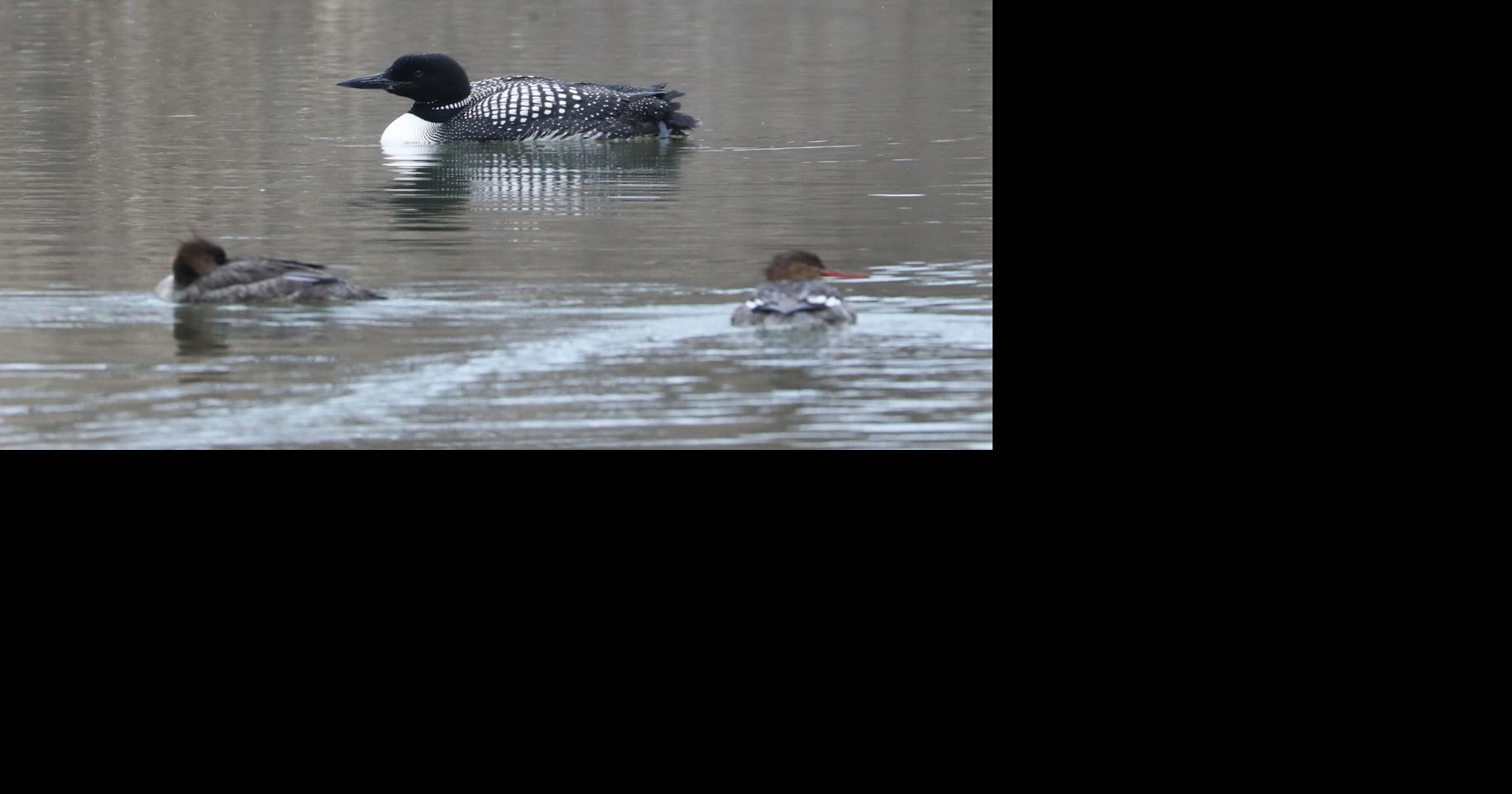Unusual spring throws migrating loons for a loop